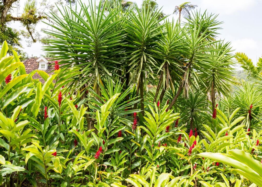 Explorez la jungle de la Martinique : la faune et la flore - St Martin Week