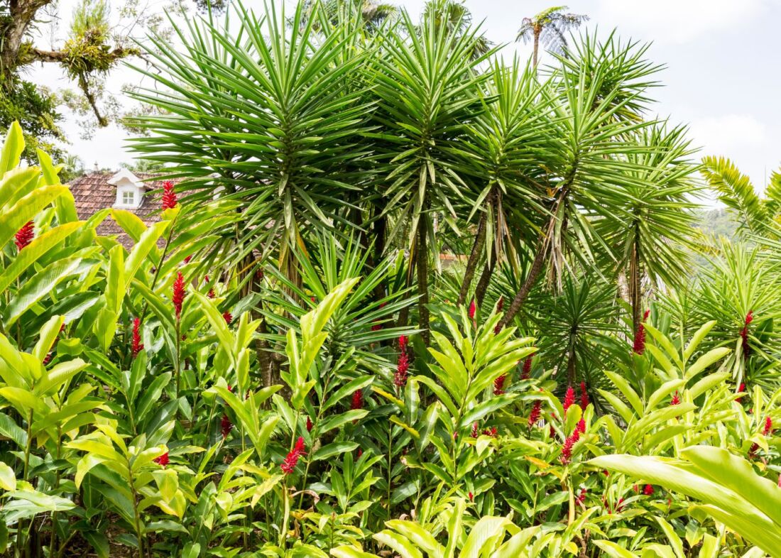 Explorez la jungle de la Martinique : la faune et la flore - St Martin Week